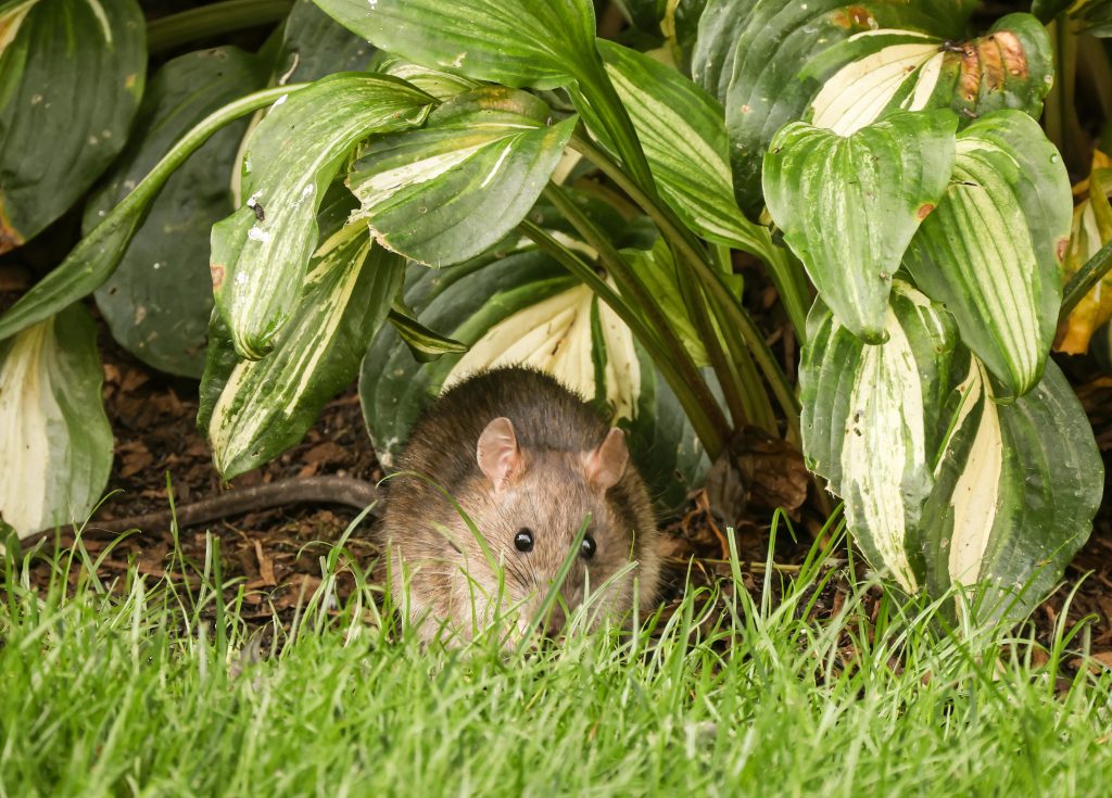 Outsmarting Rodents: Advanced Rat Control in Manila Techniques - MR ...