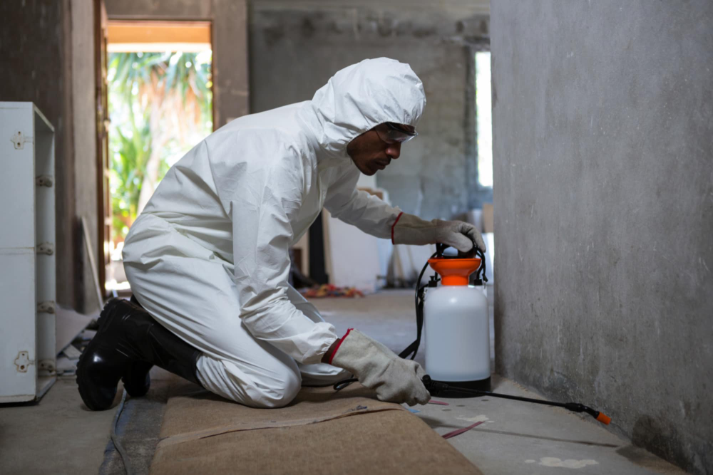 Effective Termite Control in Alabang: Protect Your Home from Costly ...